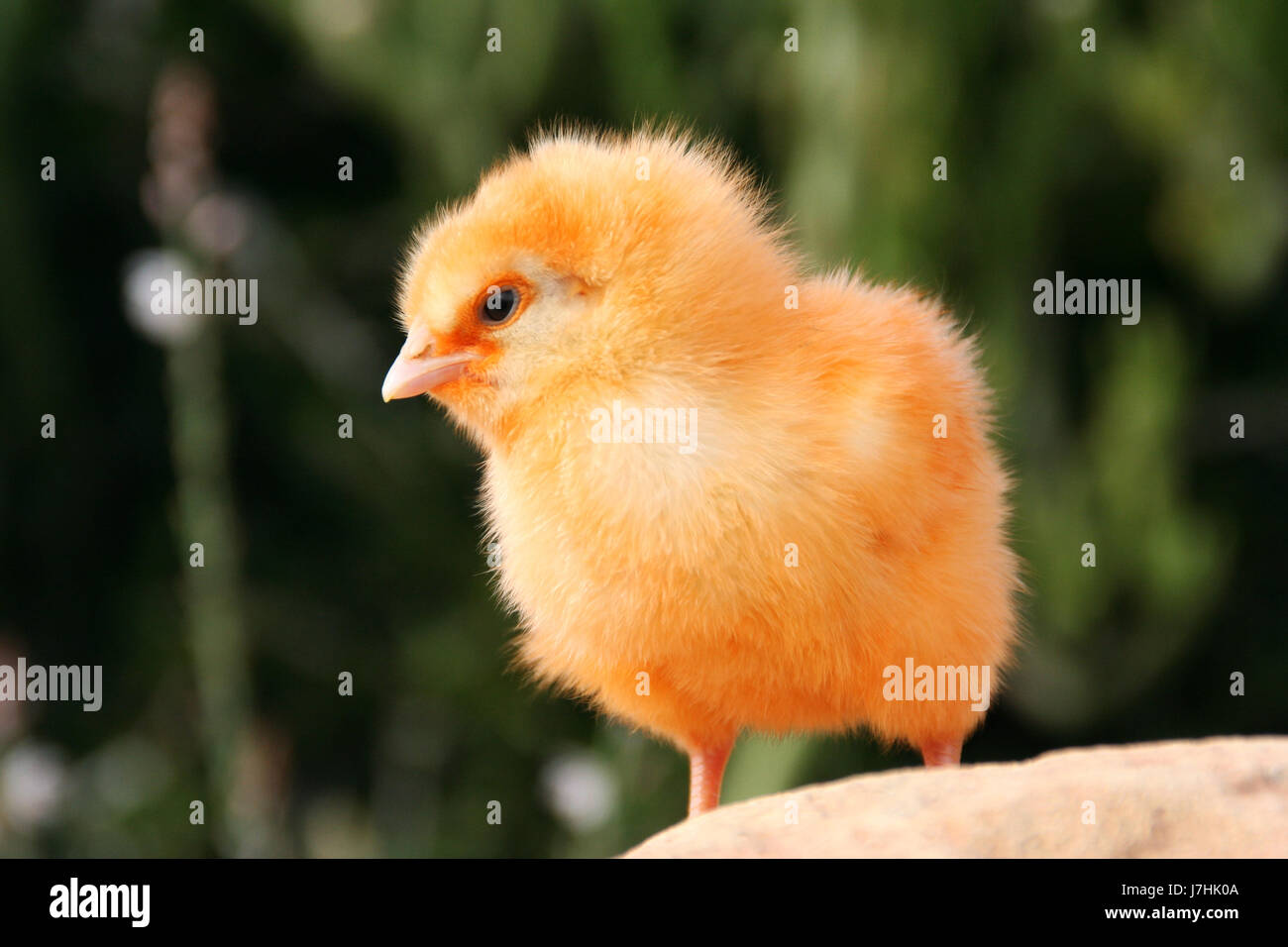 orange fluffy chicks Stock Photo - Alamy