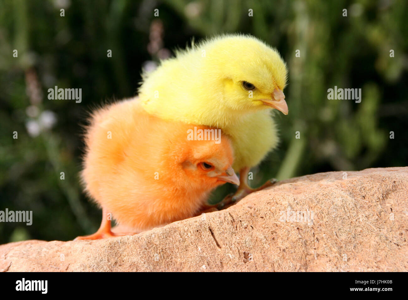 two colorful easter chick on a stone Stock Photo - Alamy