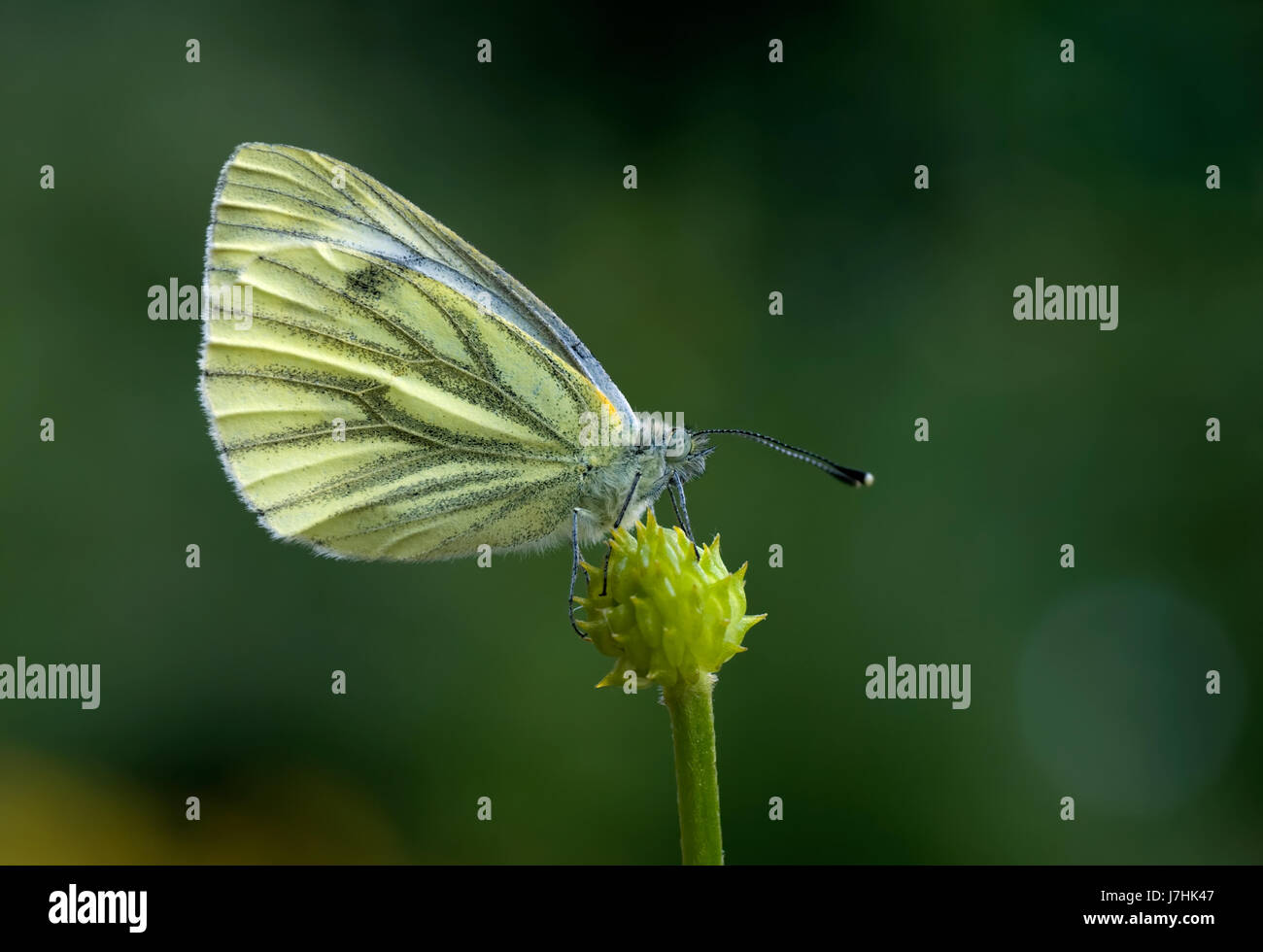 Weiling hi-res stock photography and images - Alamy