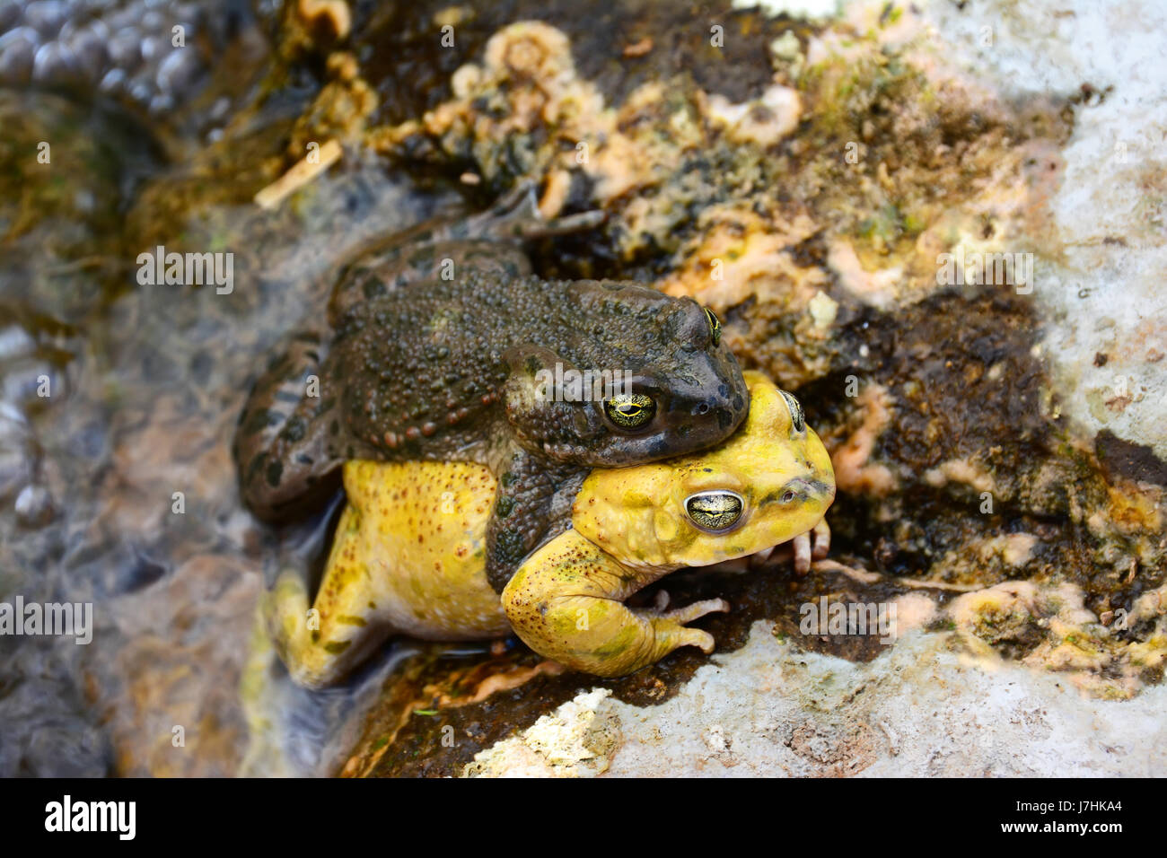 common toad, European toad, mating Stock Photo - Alamy