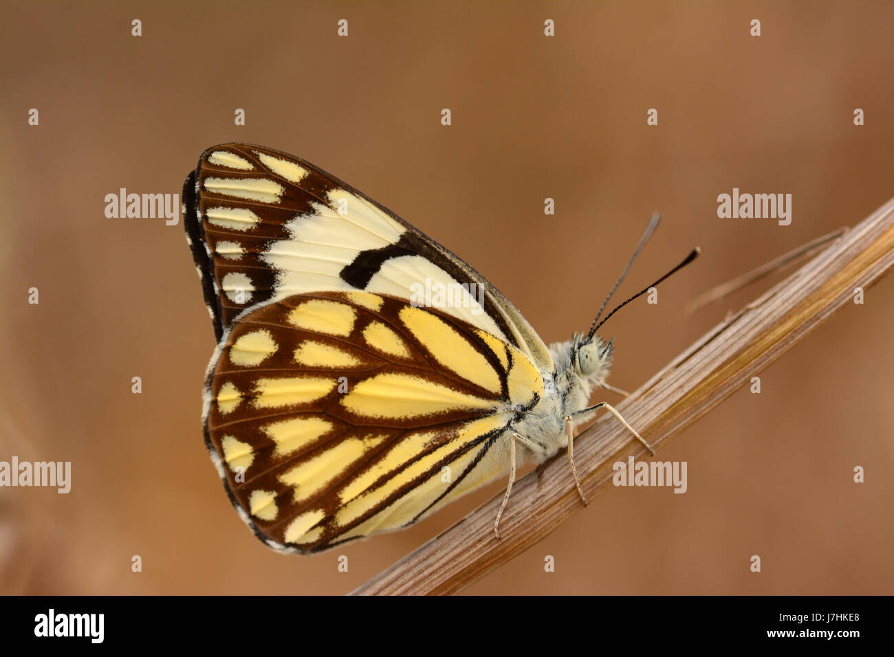 Pioneer white butterflies hi-res stock photography and images - Alamy