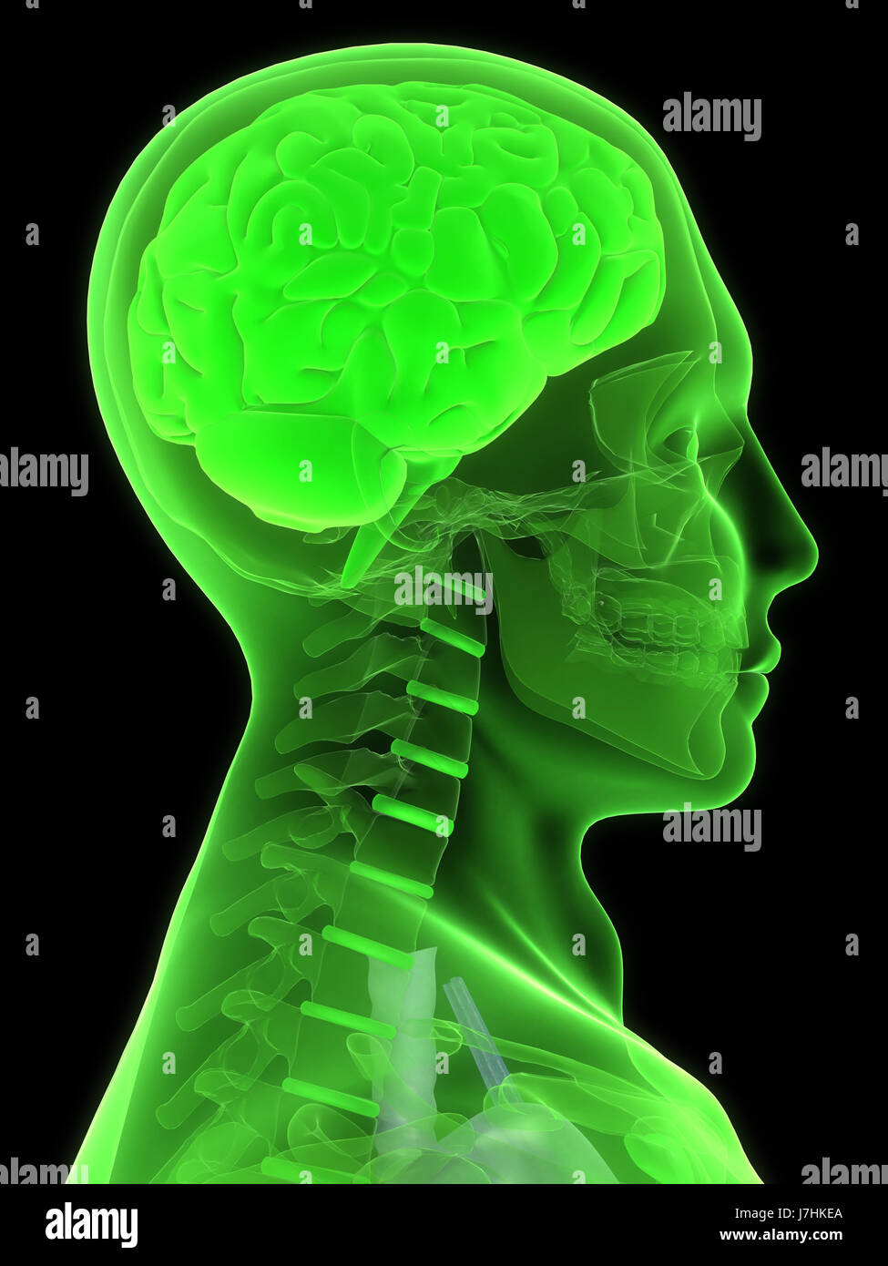 Anatomy skull illustration hi-res stock photography and images - Alamy