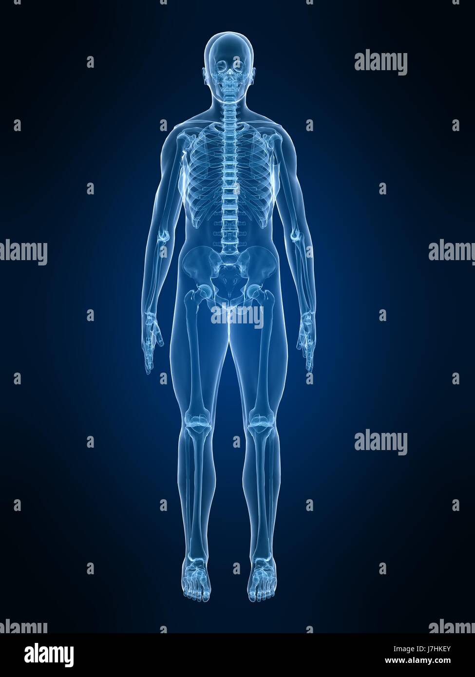 health human human being skeleton anatomy spine backache arthritis osteoporosis Stock Photo - Alamy