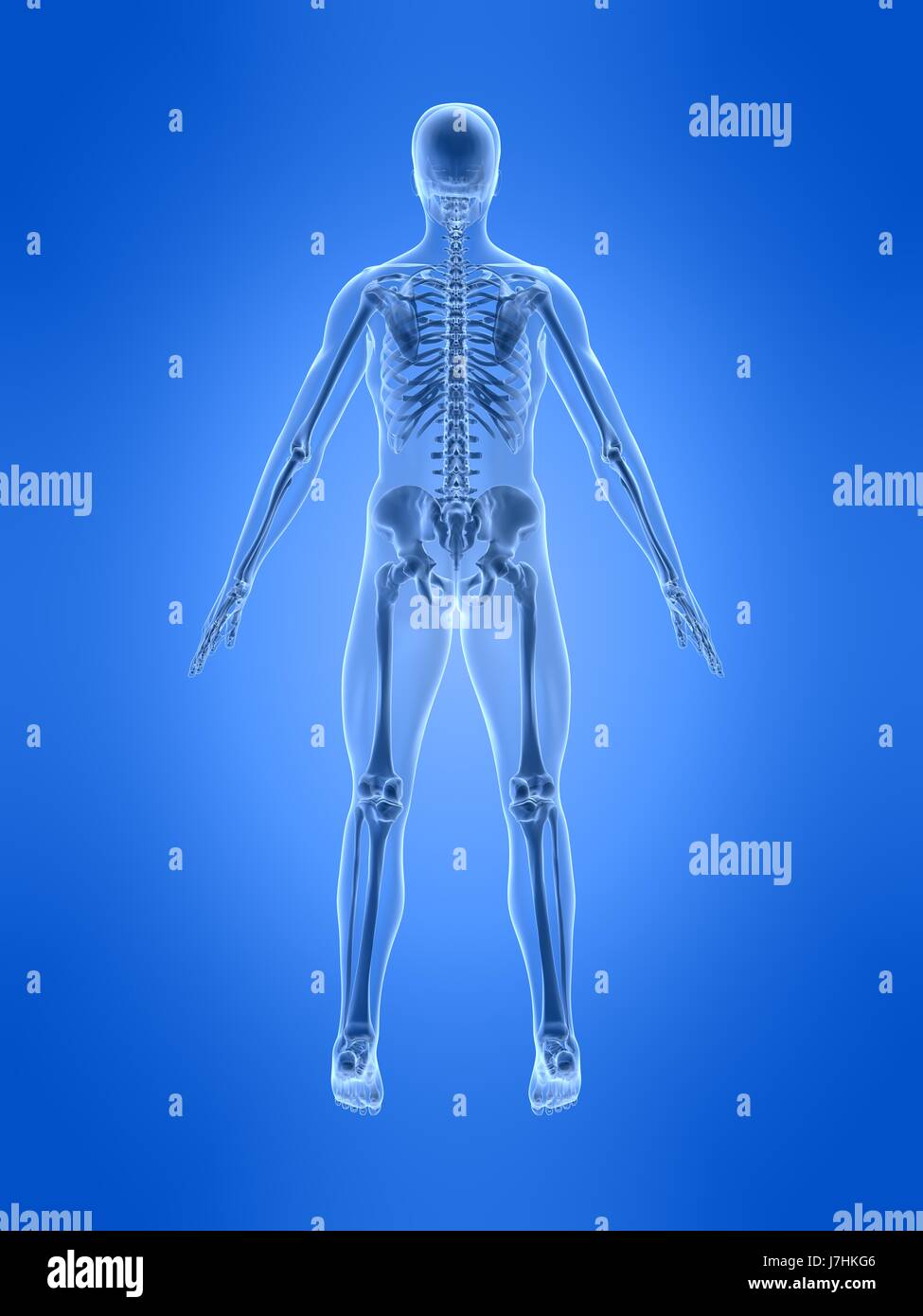 health human human being skeleton anatomy spine backache arthritis ...