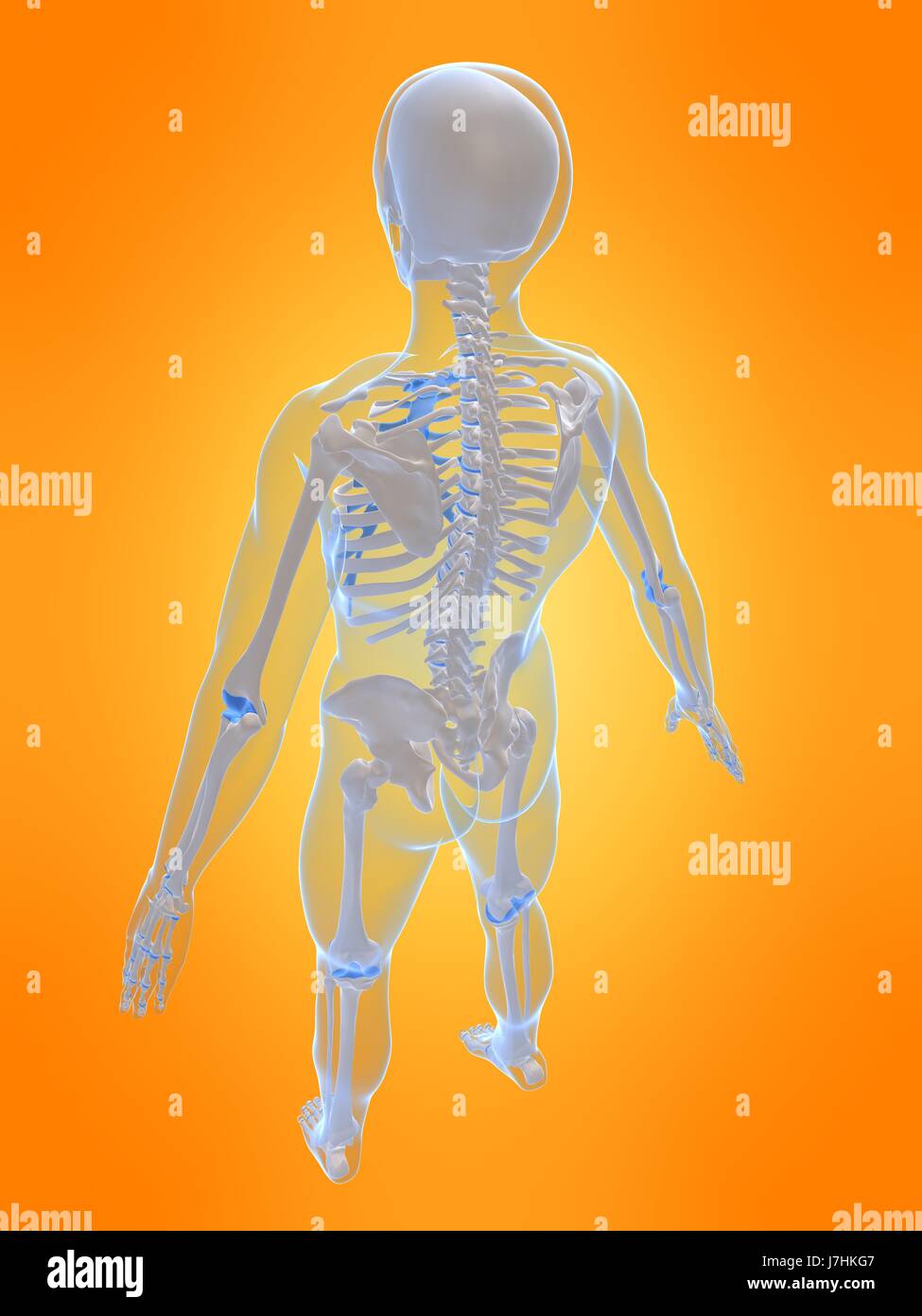 health human human being skeleton anatomy spine backache arthritis osteoporosis Stock Photo - Alamy