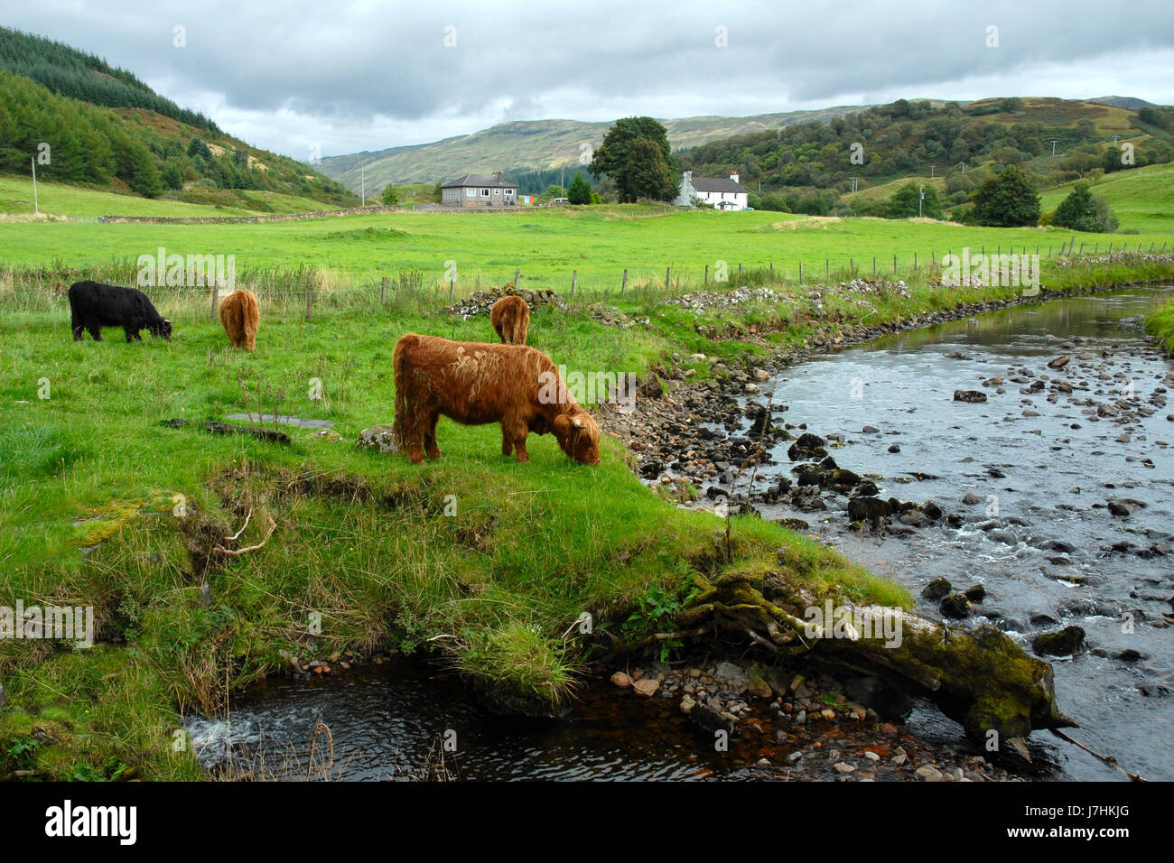 Highland cattle river hi-res stock photography and images - Alamy