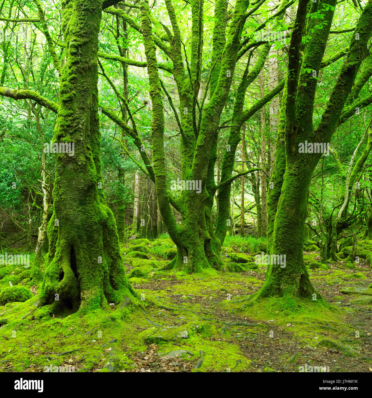 ireland tree trees wood national park flora europe outdoor outside ...