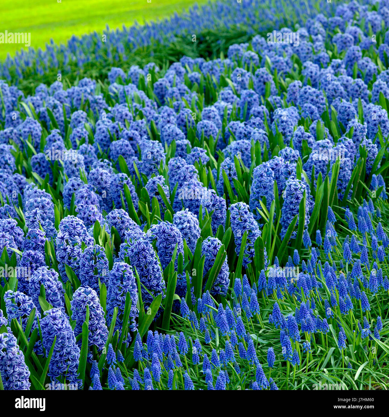 flower flowers plant netherlands blue park garden flower plant flowers ...