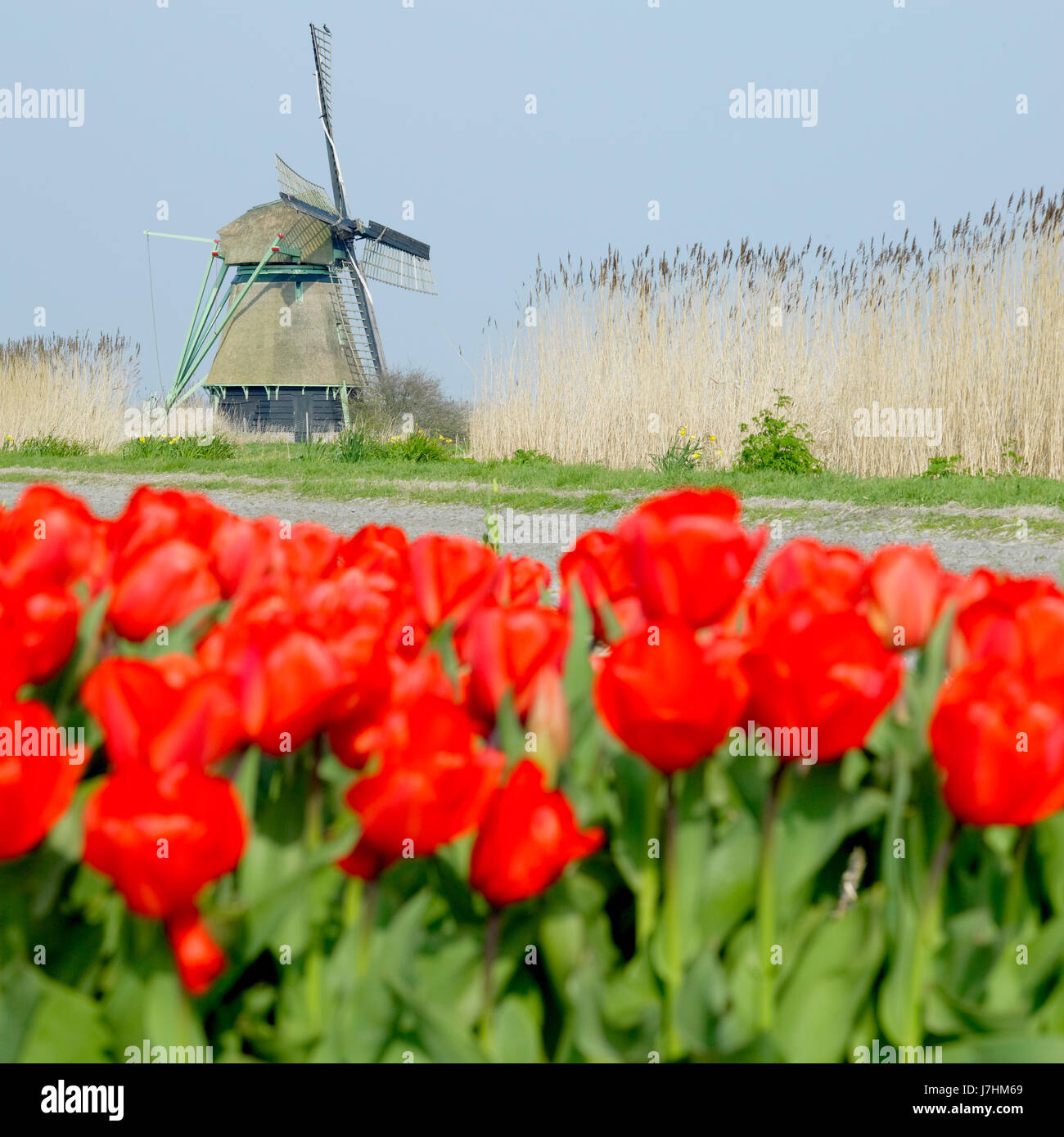 flower flowers plant windmill travel flower plant field flowers flora ...