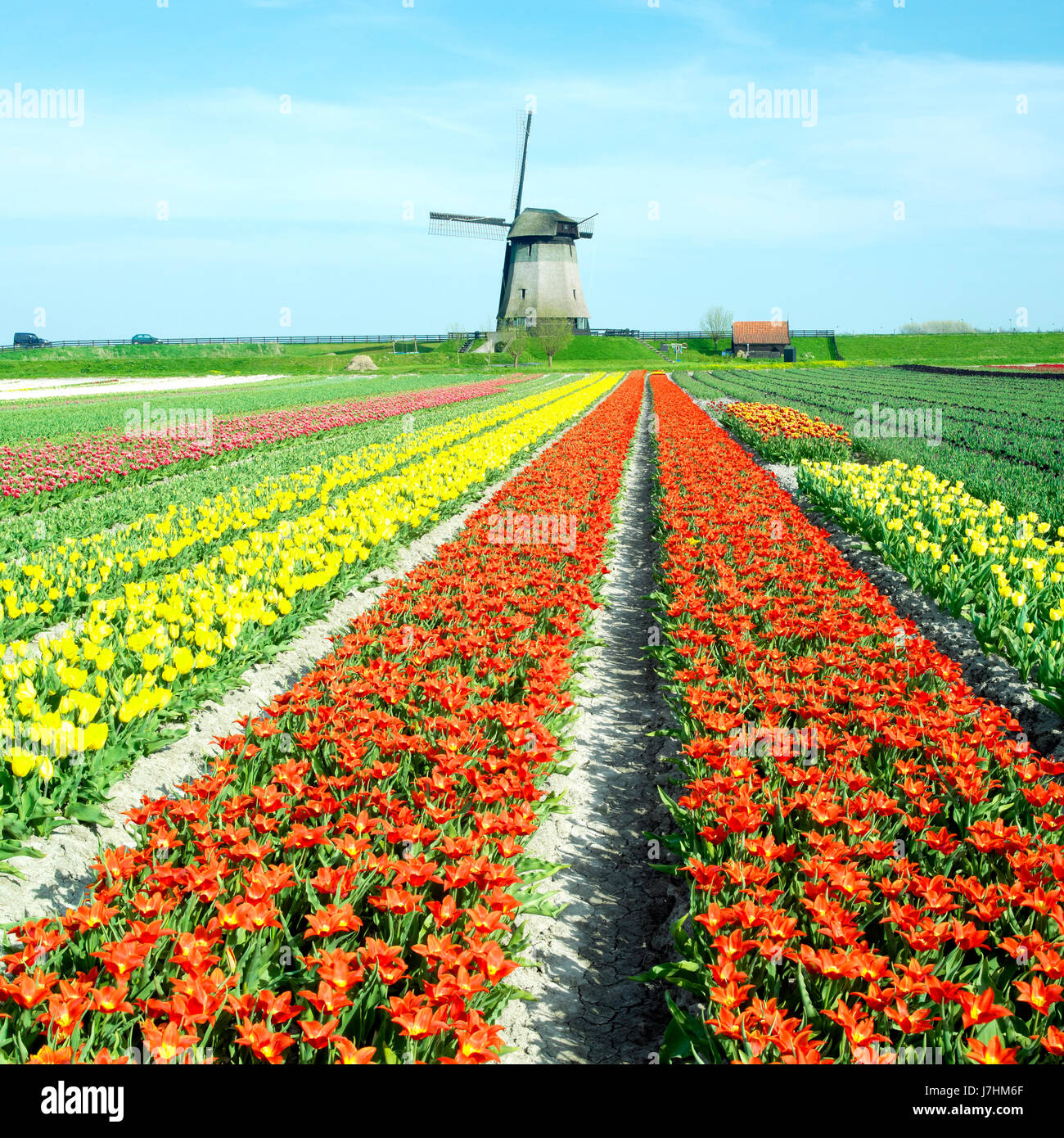 netherlands windmill arrangement travel flower plant field flowers ...