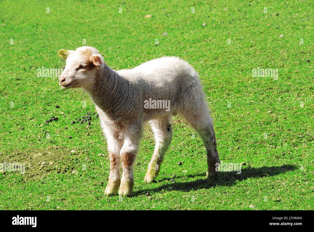 Tiny lamb hi-res stock photography and images - Alamy
