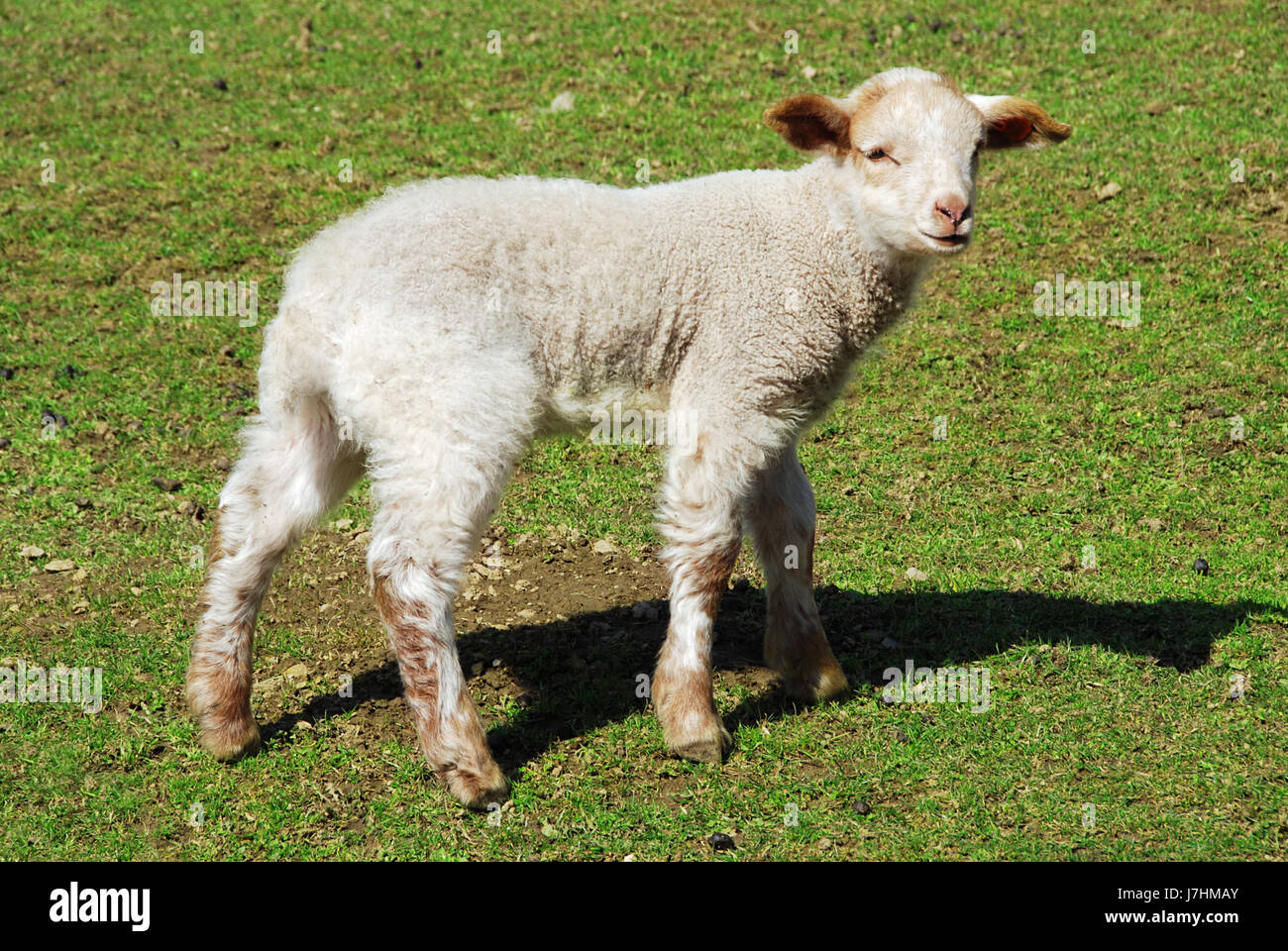 sheep farm cub baby lamb sweet animal mammal agriculture farming field ...