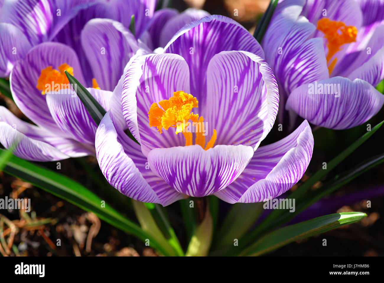 detail flower plant crocus spring nature leaf garden flower plant bed ...