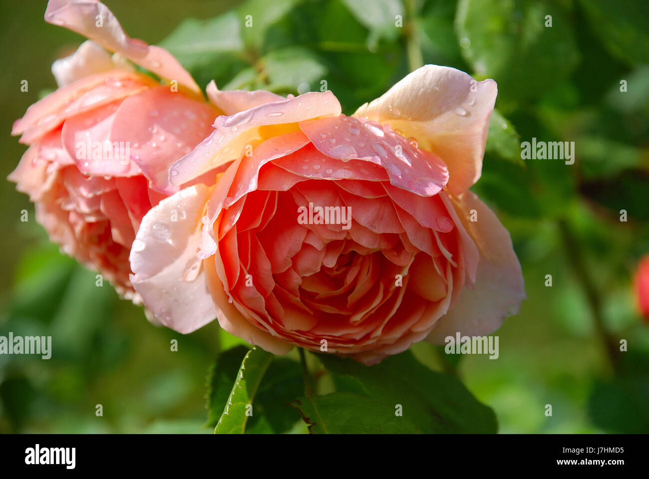 orange garden flower rose plant flora botany gardens english orange ...