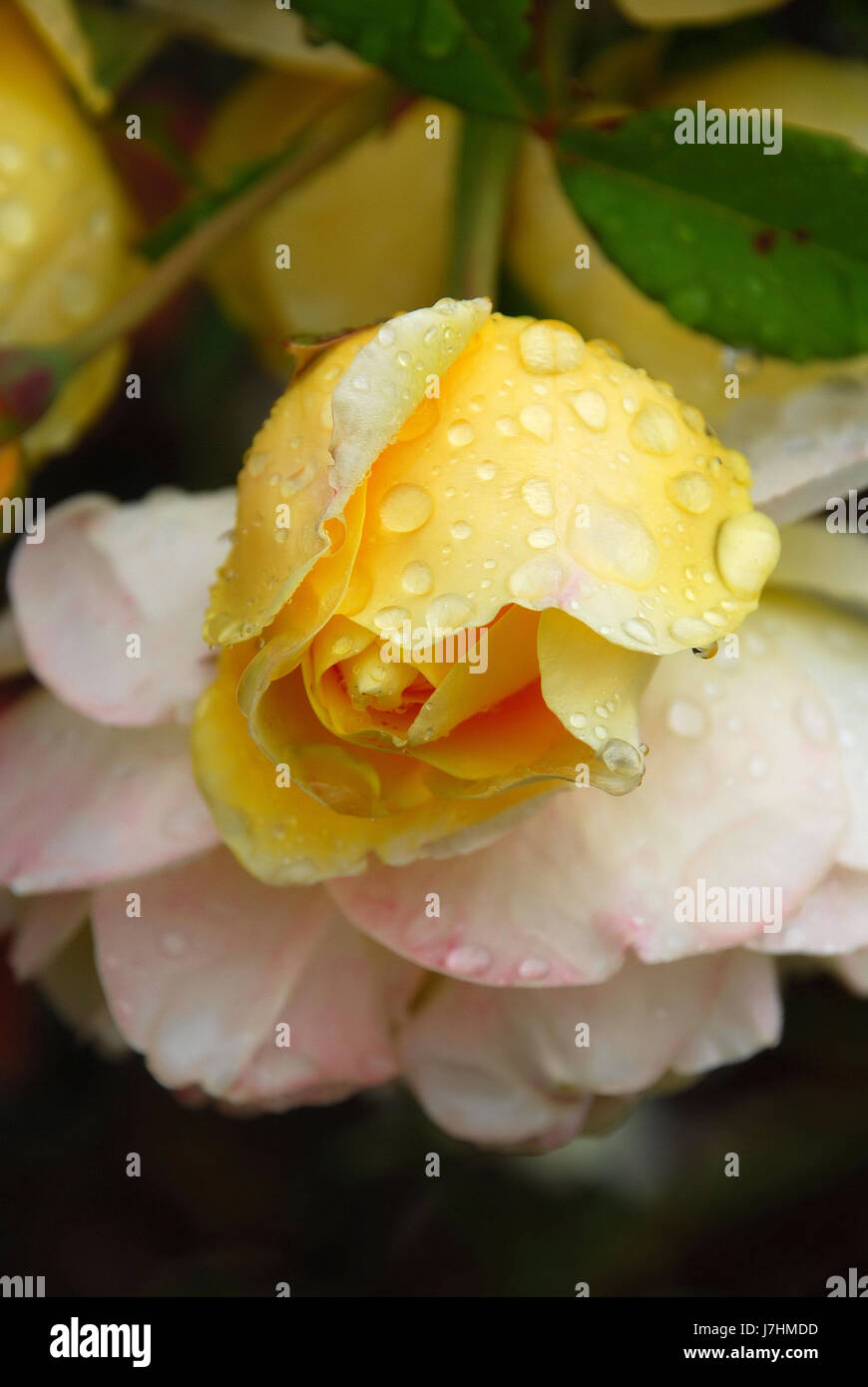 yellow english rose Stock Photo - Alamy