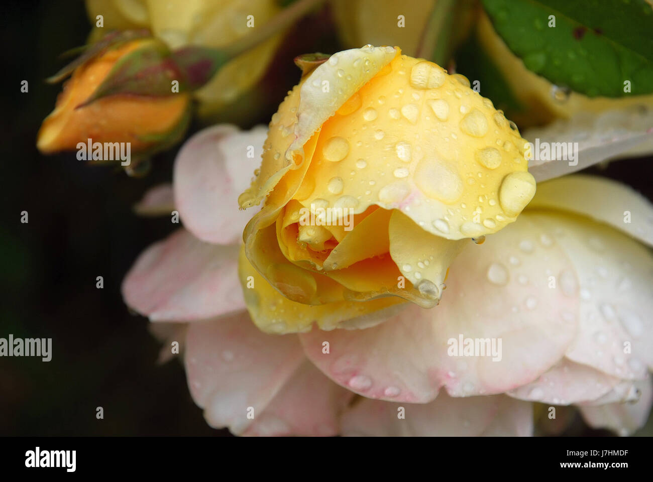 garden flower plant rose bloom blossom flourish flourishing roses ...