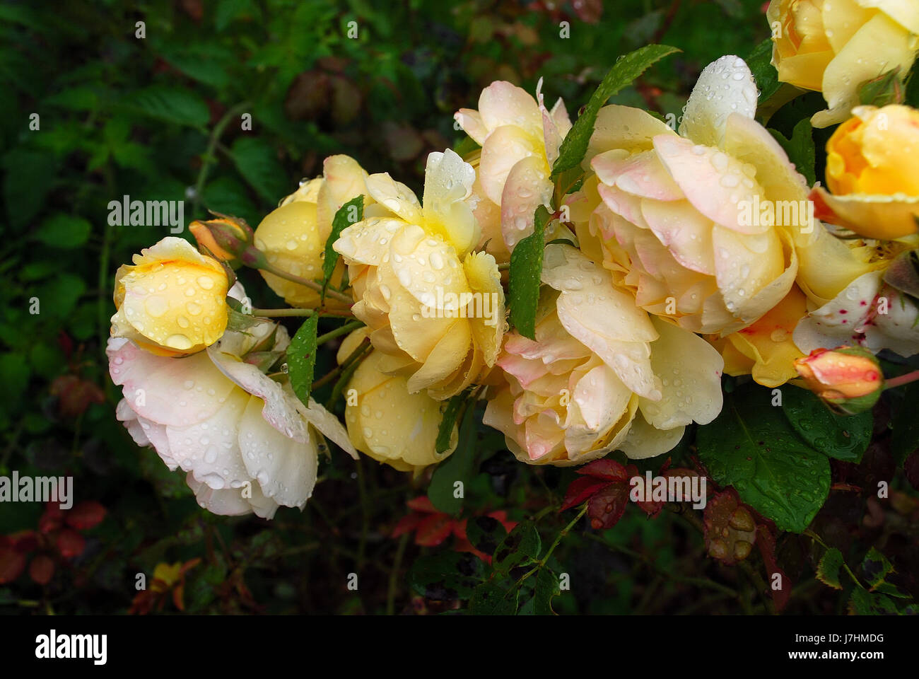 yellow english rose Stock Photo - Alamy