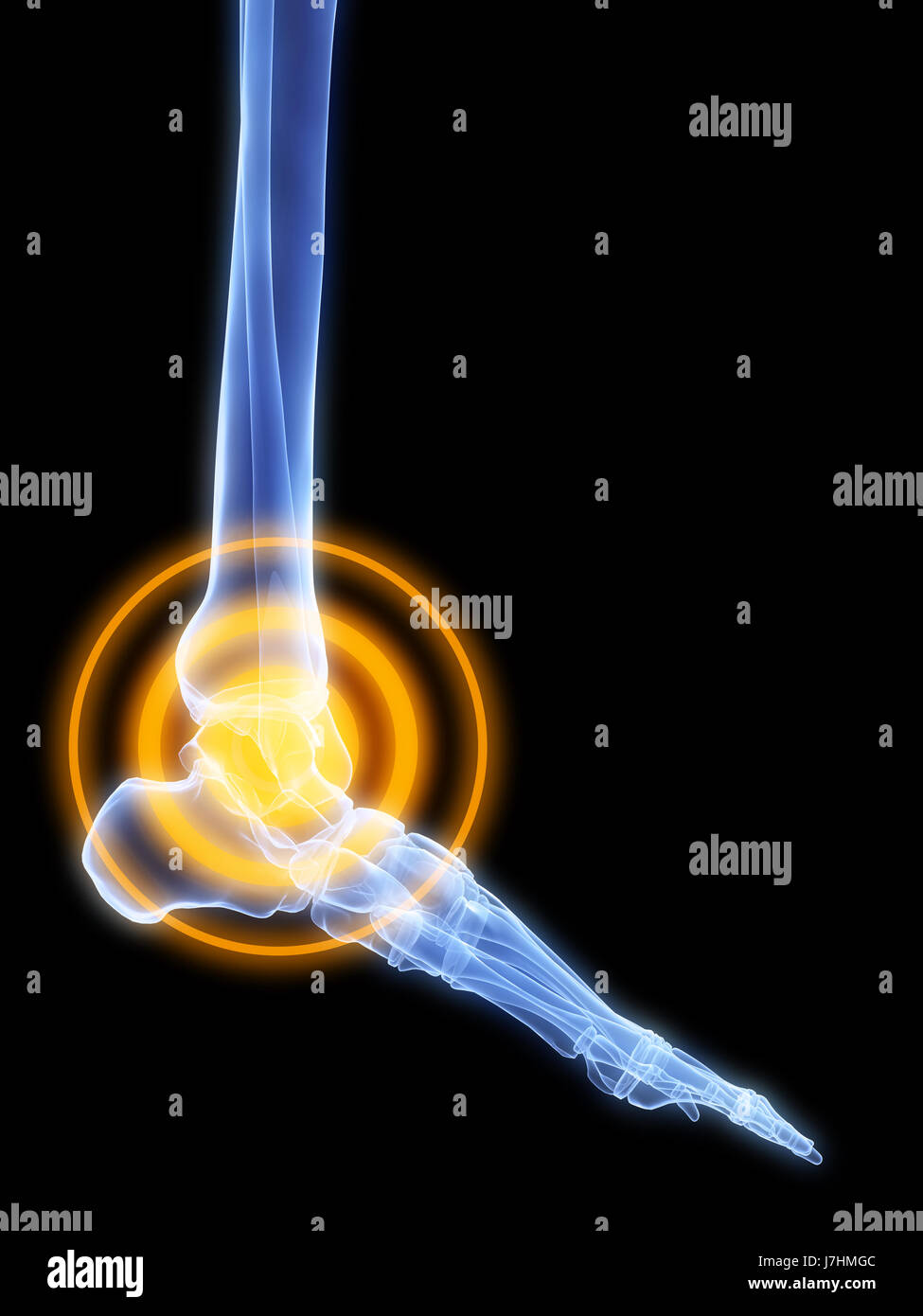 Skeleton of foot hi-res stock photography and images - Alamy