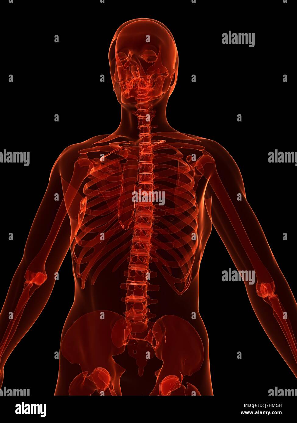 Health Human Human Being Skeleton Anatomy Bones Spine Osteoporosis Health Human Human Being Skeleton Anatomy Bones Spine Osteoporosis
