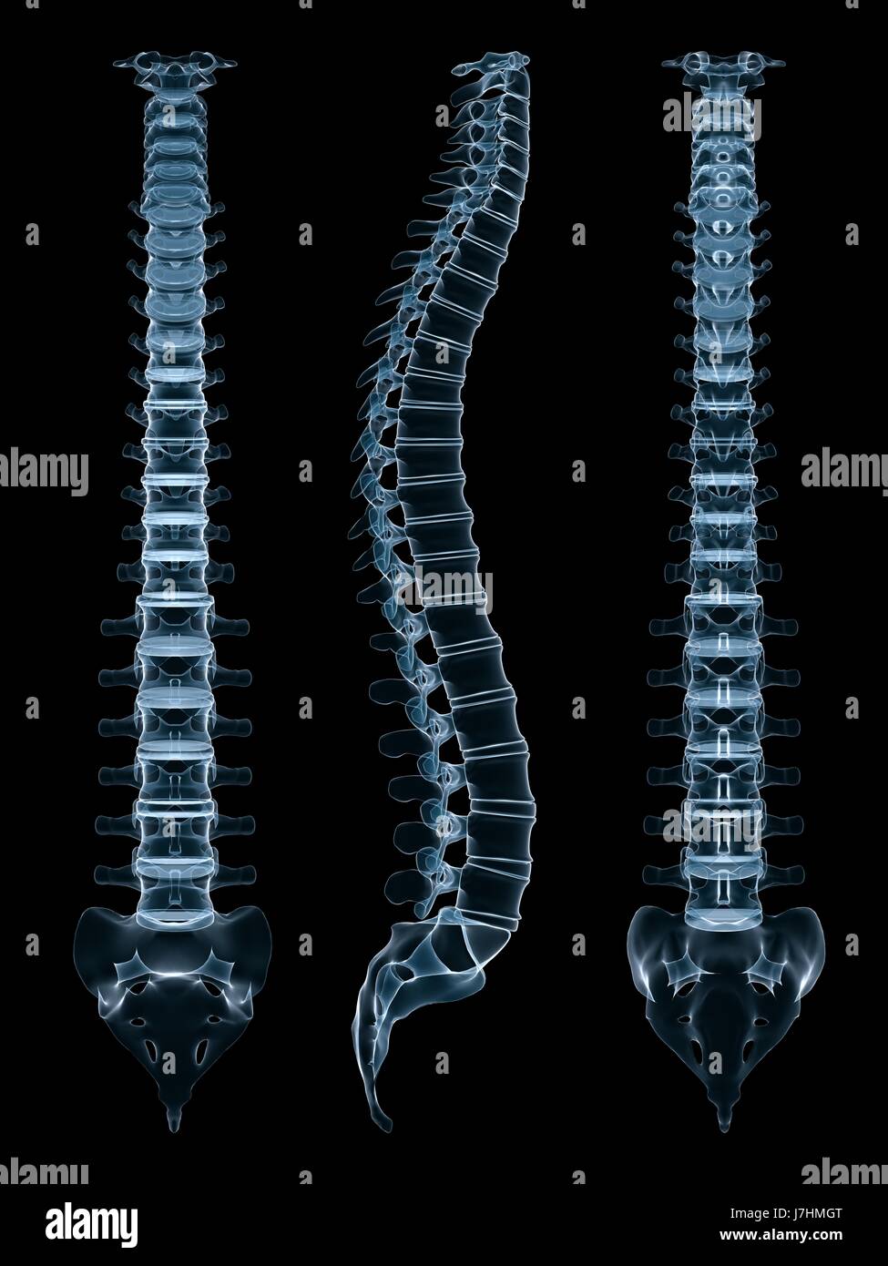 Align anatomy hi-res stock photography and images - Alamy