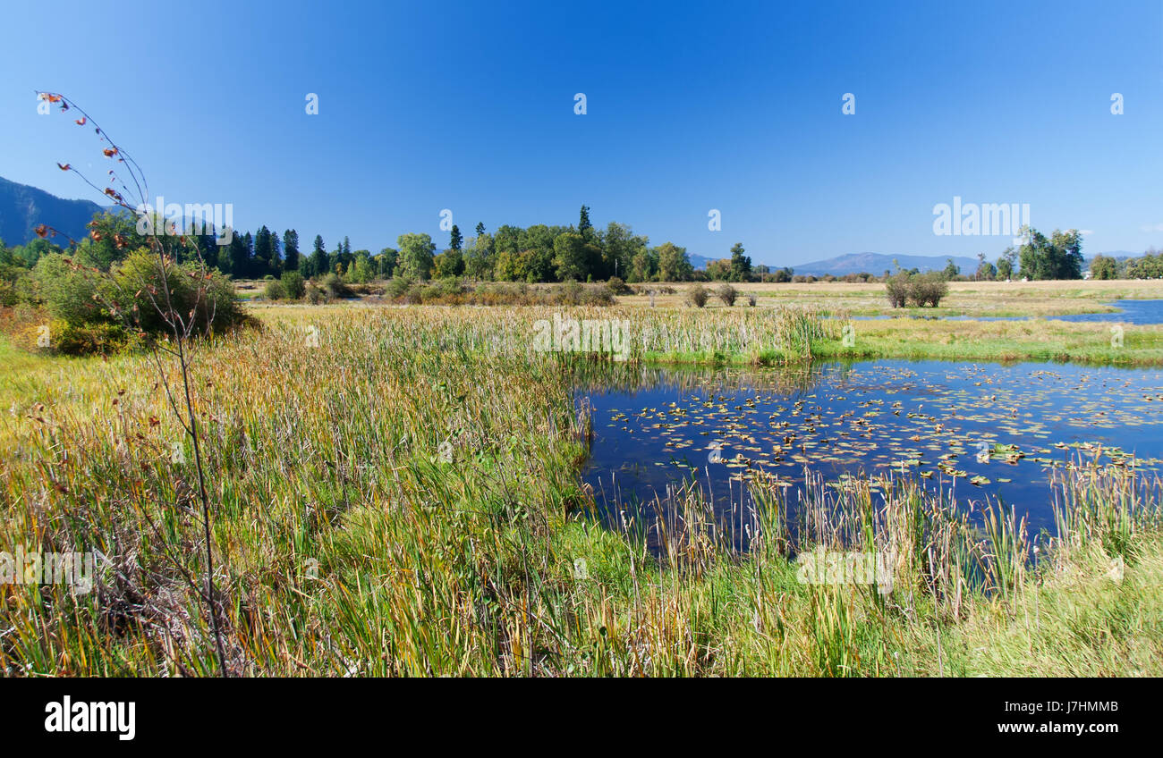 green water lily fresh water pond water idyllic pool blue green usa ...