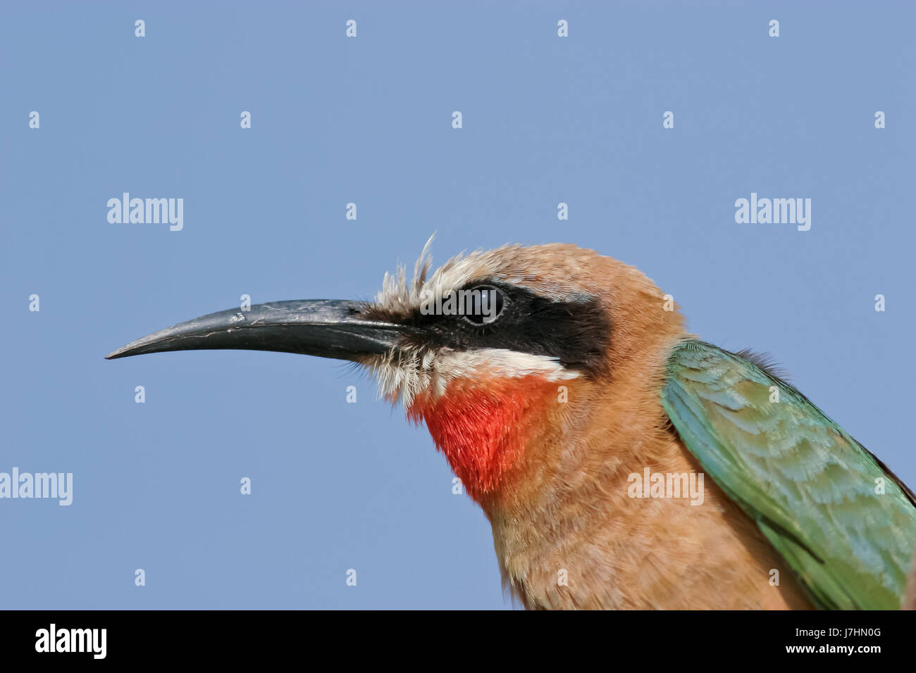 bird africa portrait birds bee eater feather dyer staint pigment nature ...