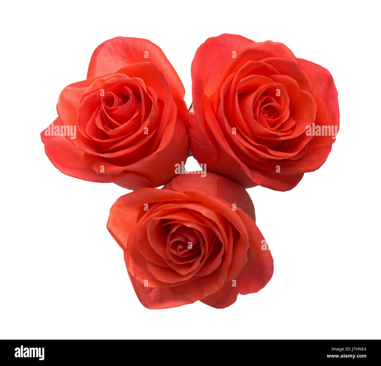 Three orange roses isolated on white background Stock Photo - Alamy