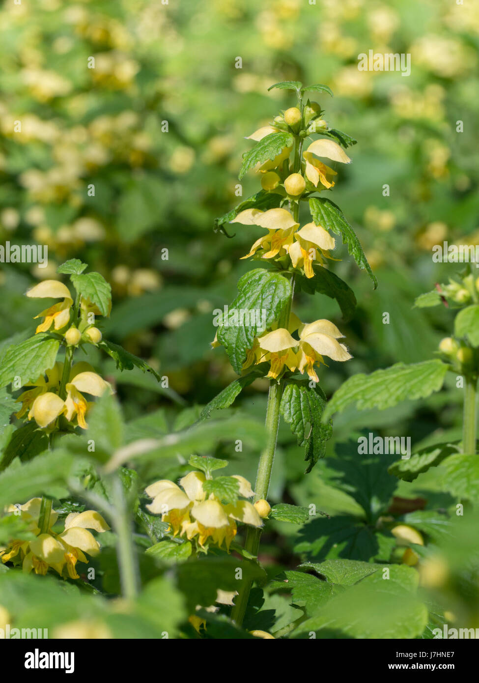 Yellow archangel - Lamium galeobdolon Stock Photo - Alamy