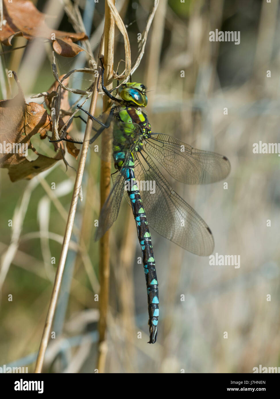 Southern hawker - Aeshna cyanea Stock Photo - Alamy