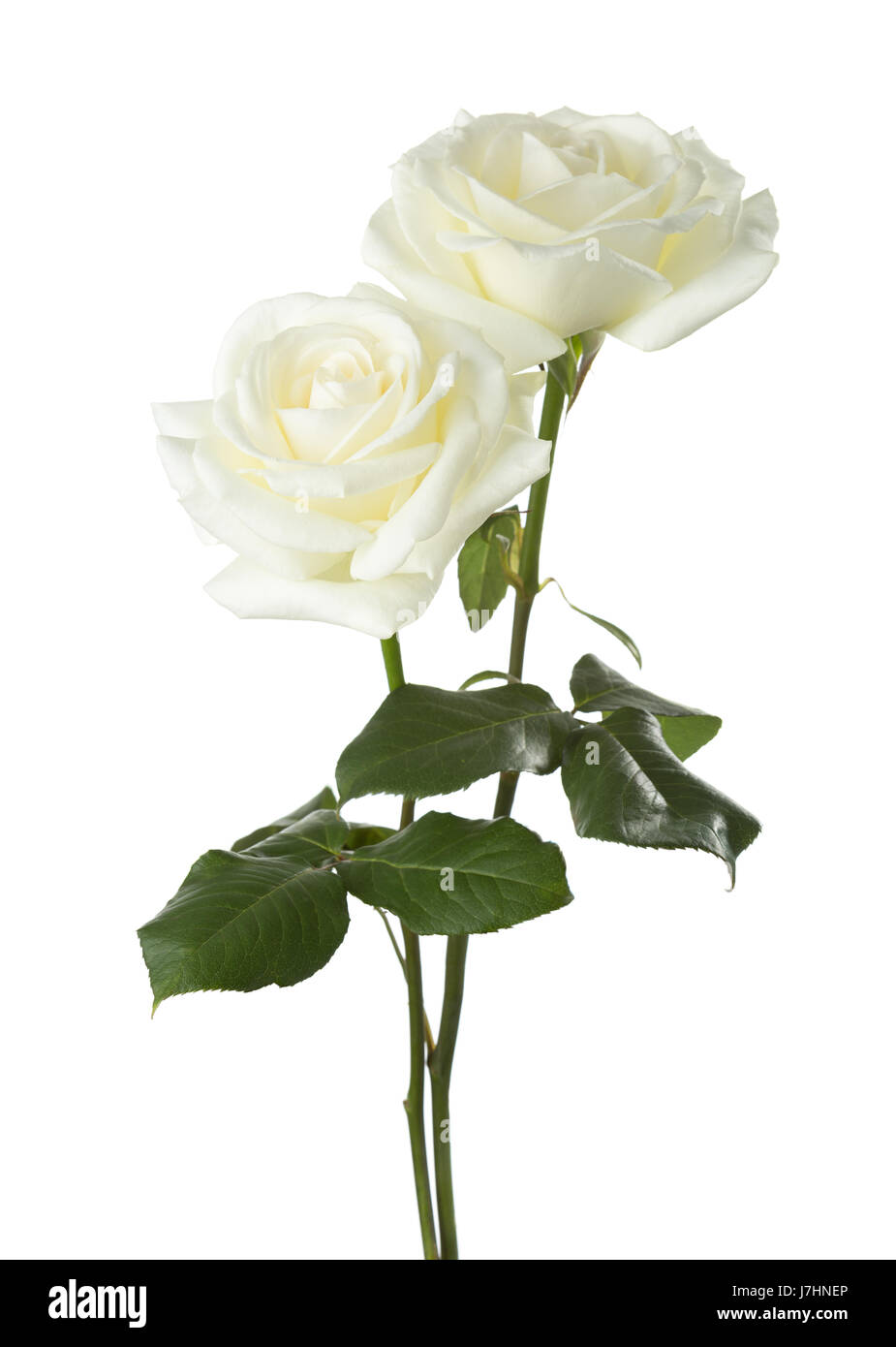 Two white roses isolated on white background Stock Photo - Alamy
