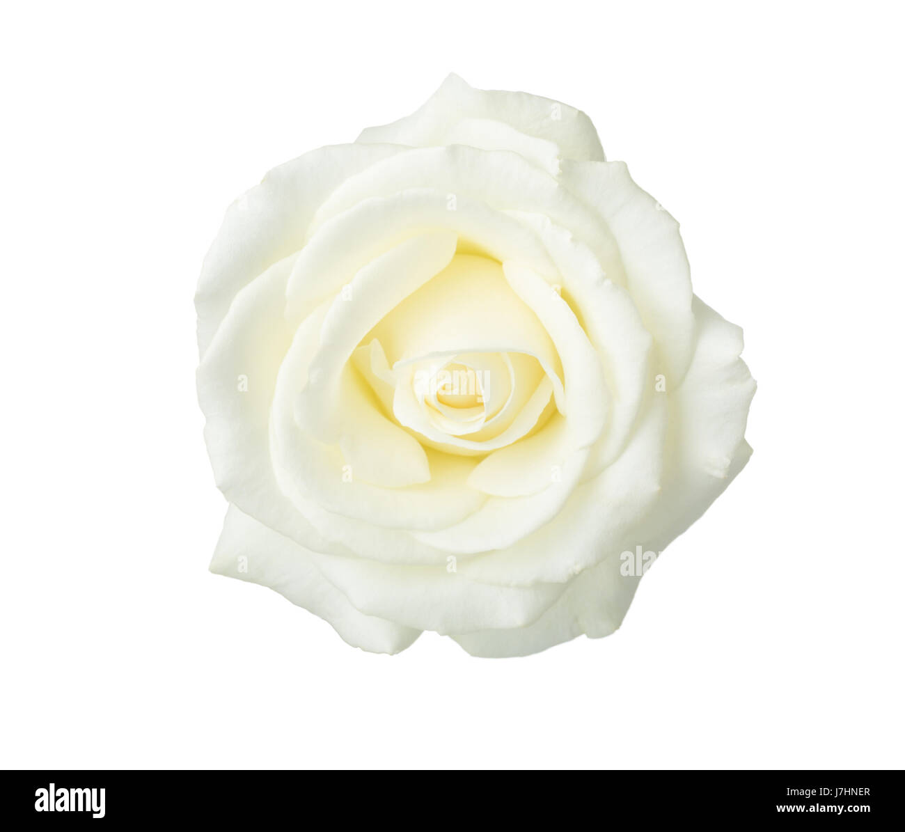 White rose isolated on white background Stock Photo - Alamy