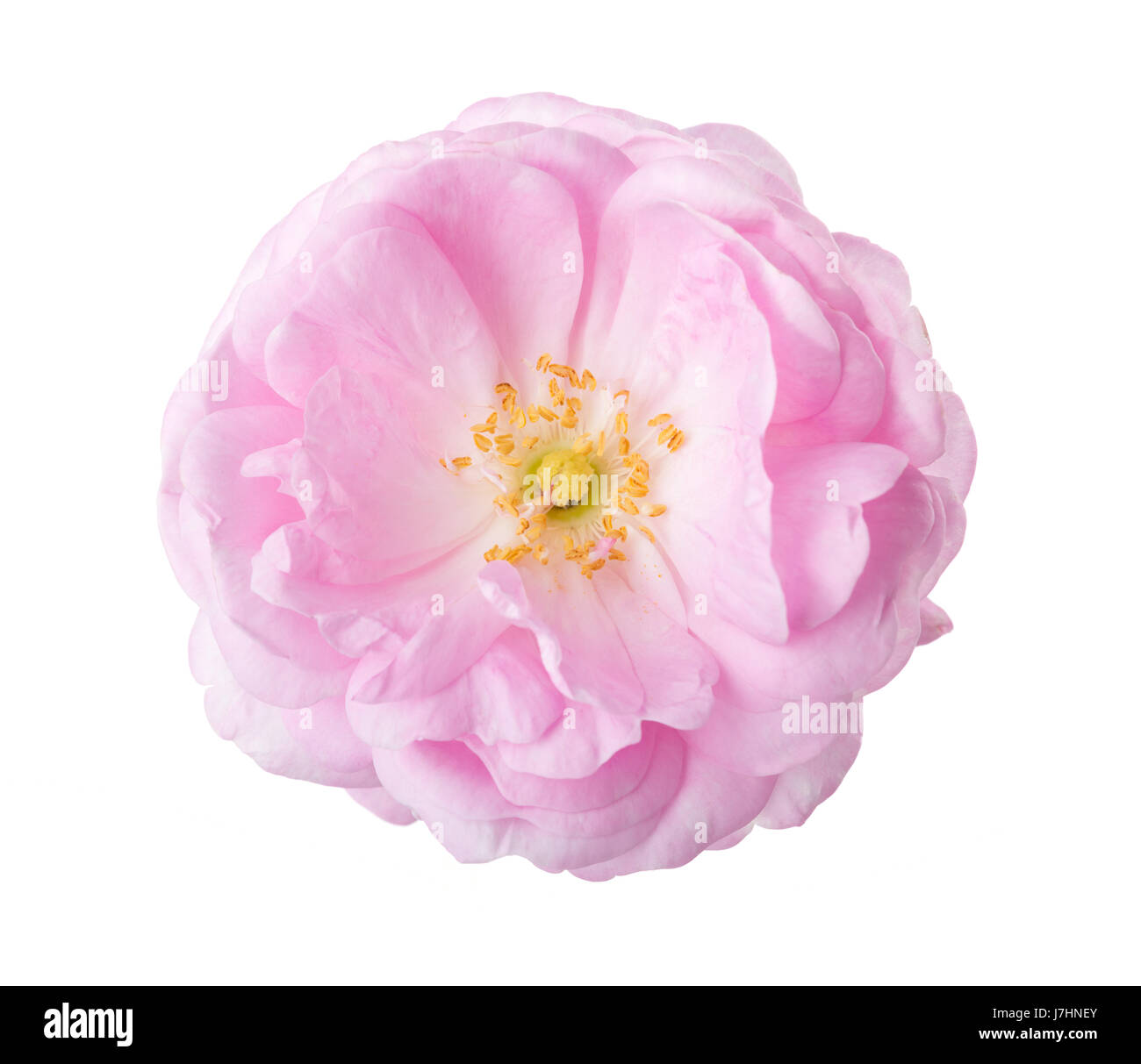 Hybrid China Rose Stock Photos & Hybrid China Rose Stock Images - Alamy