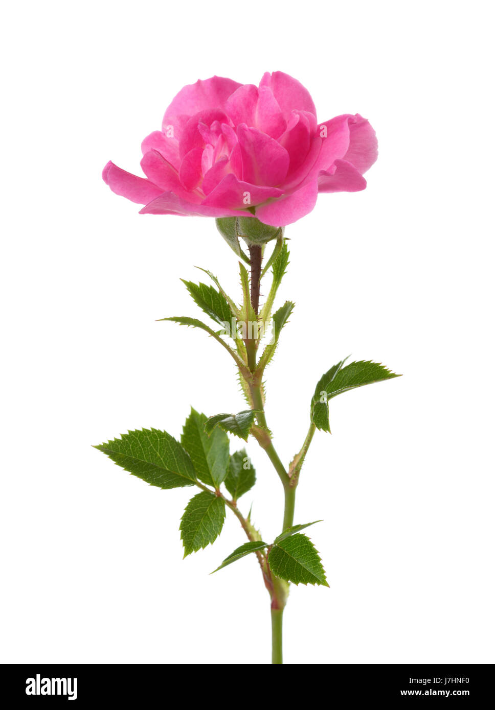 Beautiful small rose Cut Out Stock Images & Pictures - Alamy