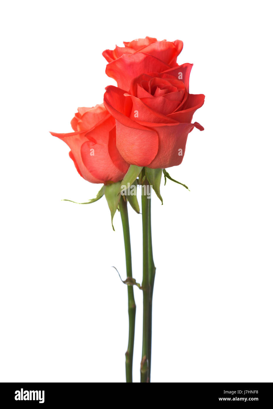 Three orange roses isolated on white background Stock Photo - Alamy