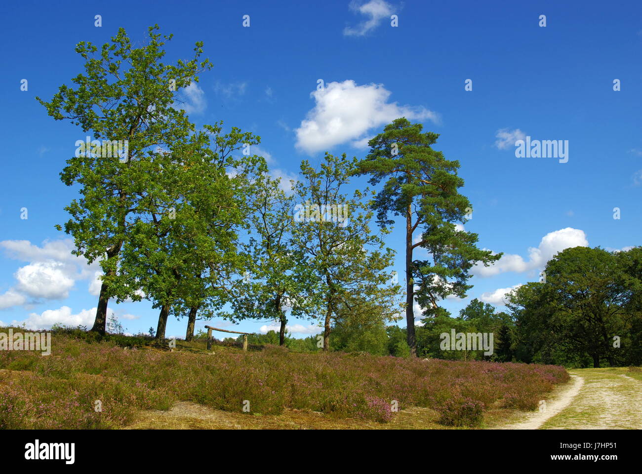 heath tree trees summer summerly birches culture landscape heath birch ...