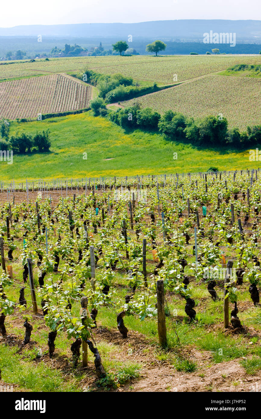 vineyard wineyard arrangement travel agriculture farming wine vineyards ...