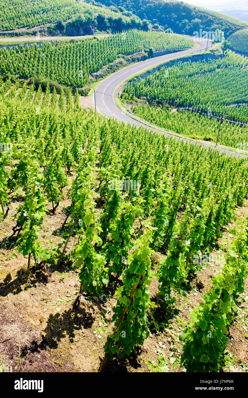 vineyards arrangement travel agriculture farming wine vineyards europe ...
