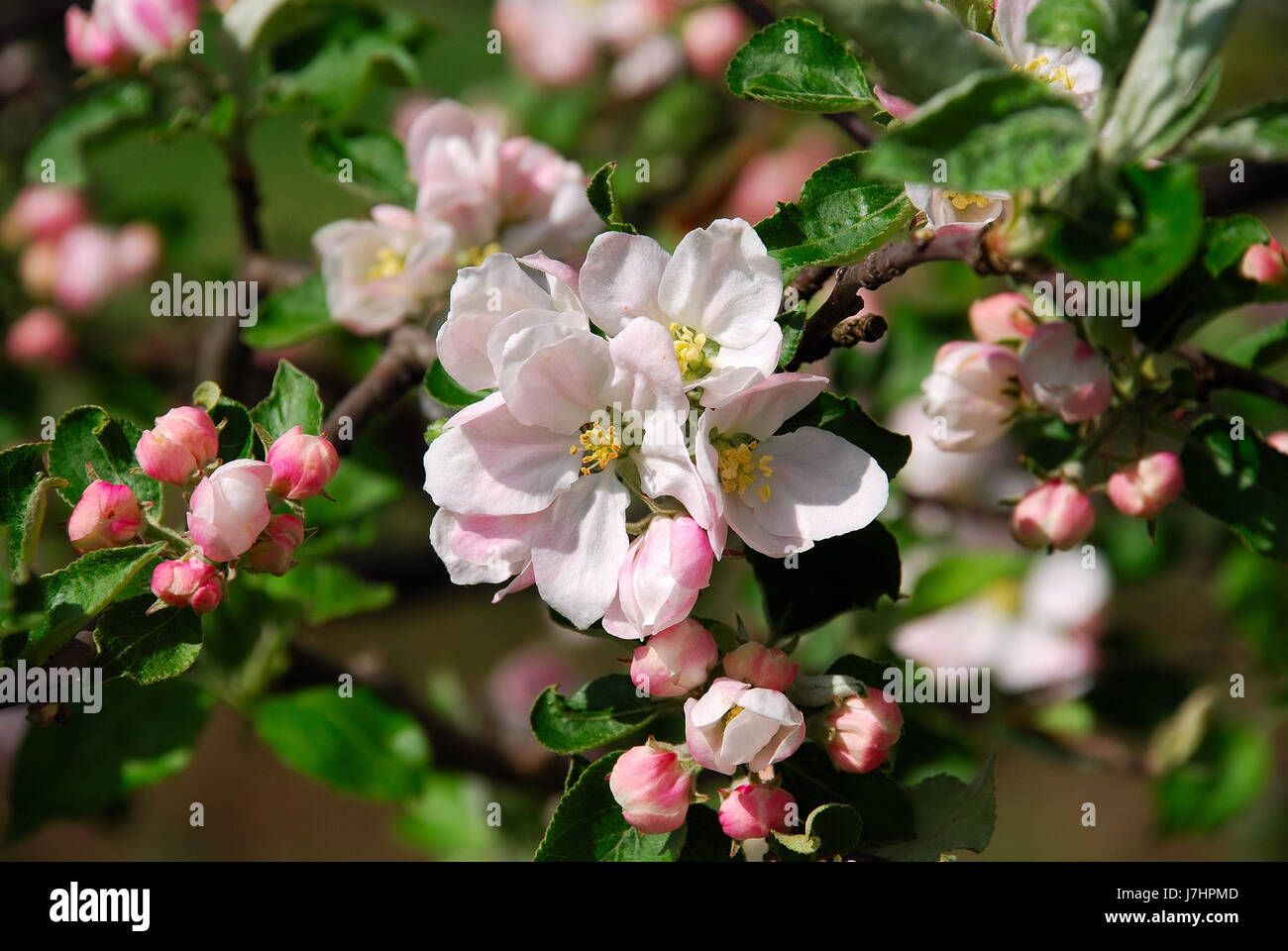 flora botany spring apple tree apples apple biology plant nature shine ...