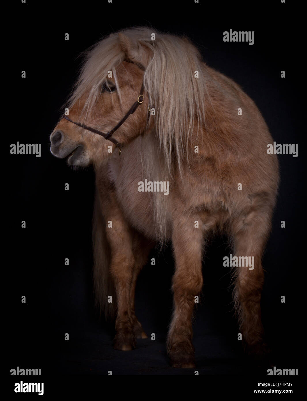 horse small tiny little short studio pony stallions cute horse small ...