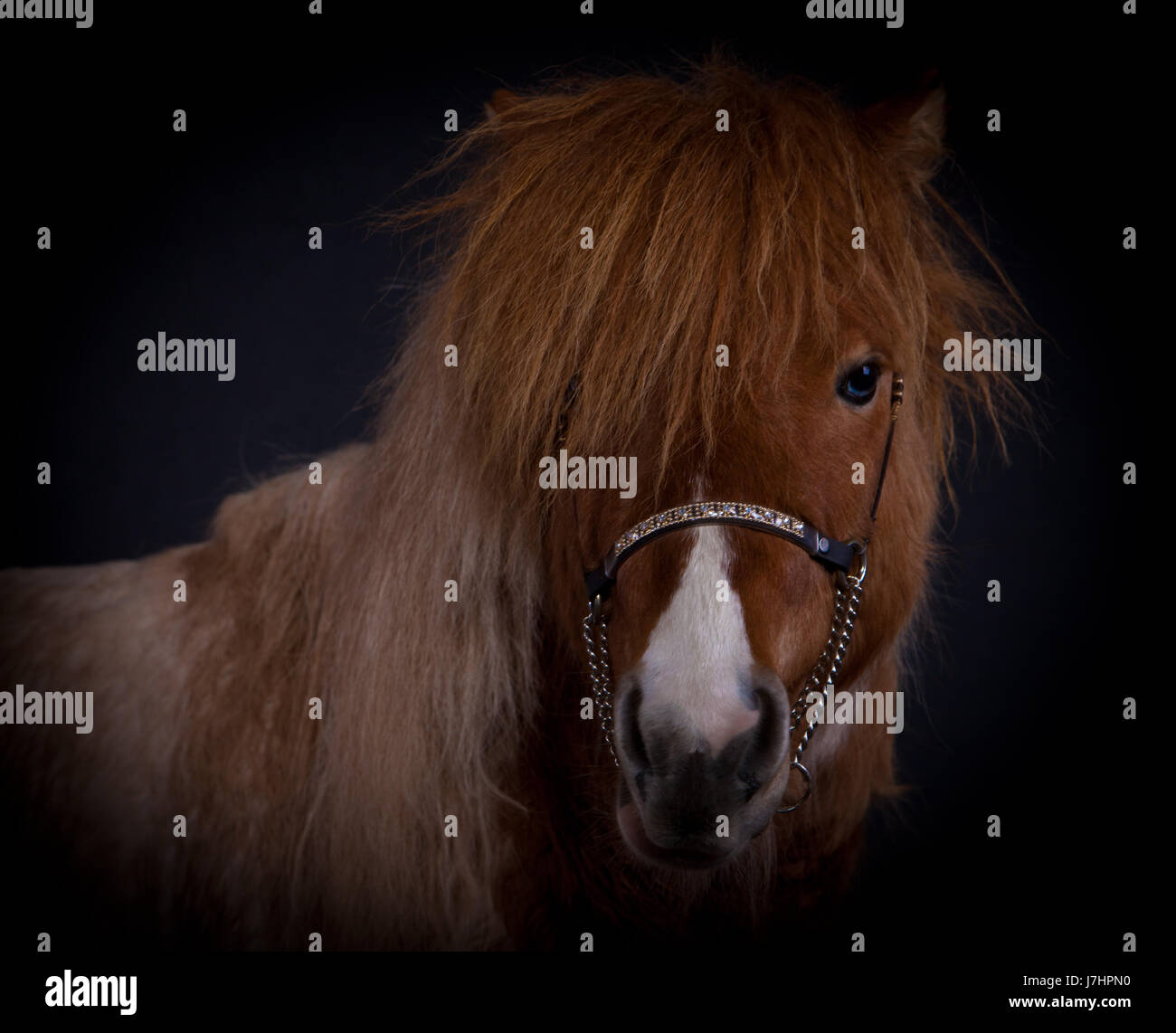 horse small tiny little short studio pony stallions cute horse small ...