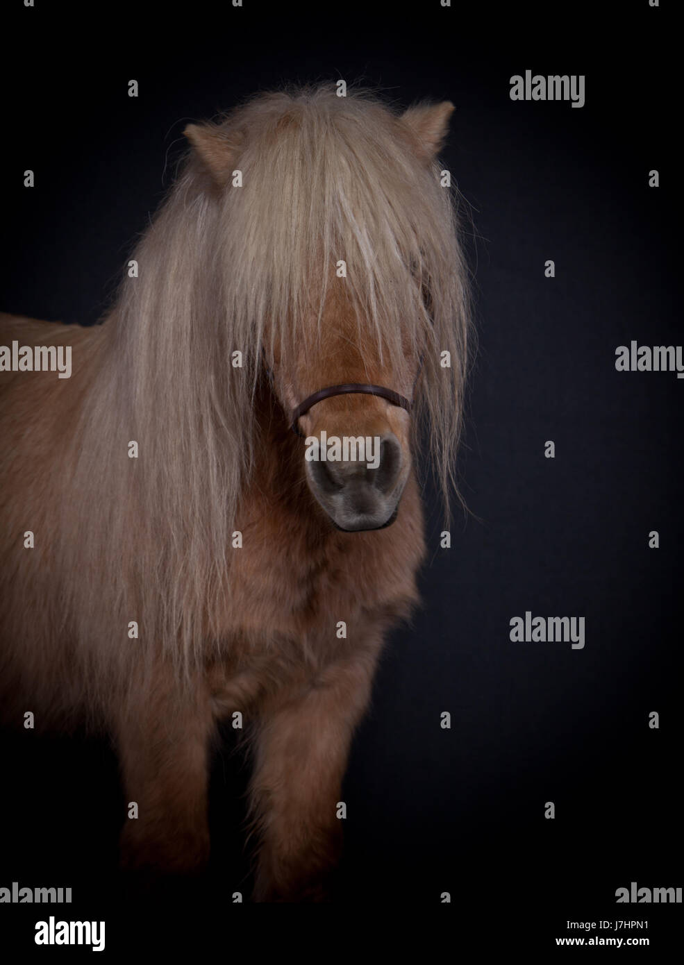 horse small tiny little short studio pony stallions cute horse small ...