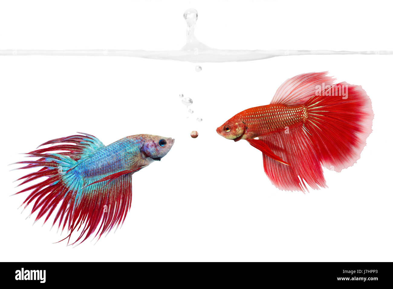 blue fish fresh water water red blue fight fighting conflict fish fresh ...