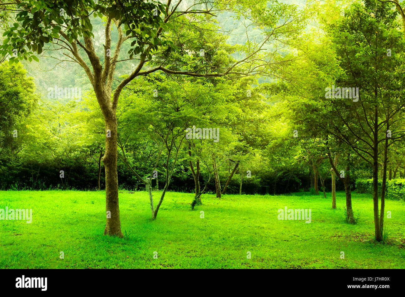 beautiful beauteously nice environment enviroment tree park garden wood ...