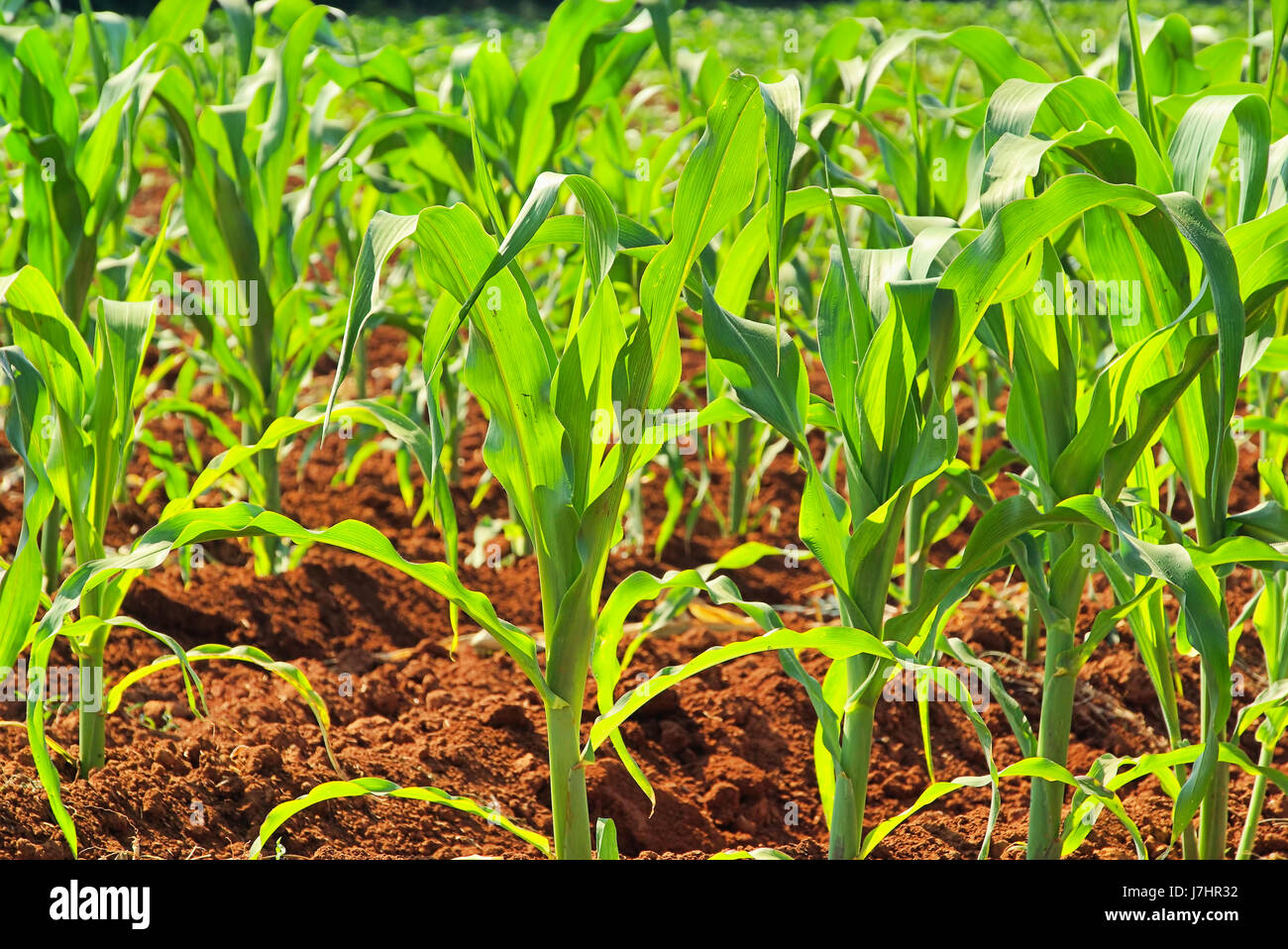 fodder green field vegetable corn cornfield plant leaf fodder green ...