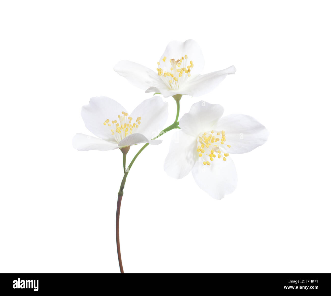 Flowers at the top of branch Cut Out Stock Images & Pictures - Alamy