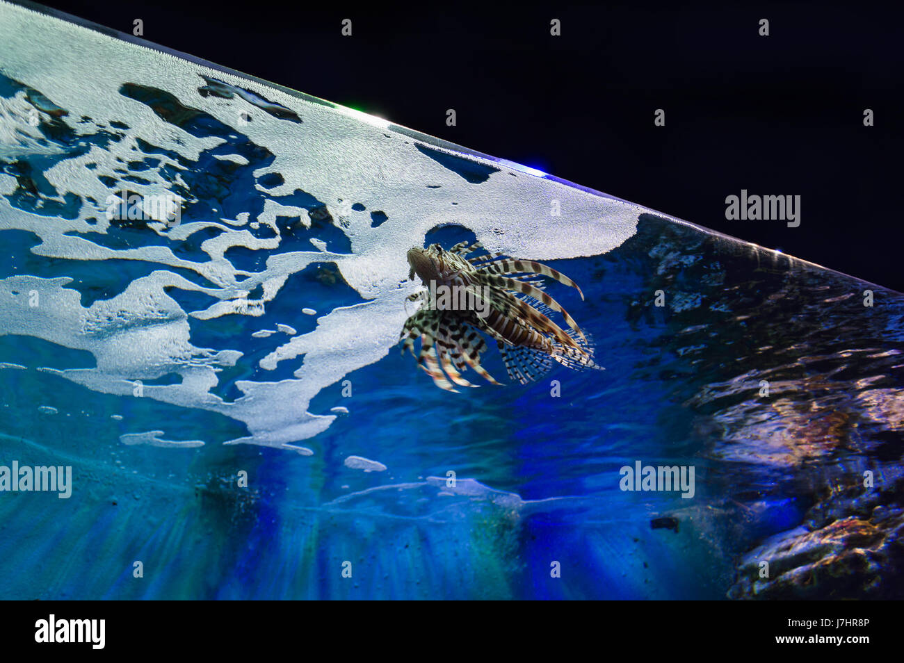 lion fish in aquarium Stock Photo - Alamy