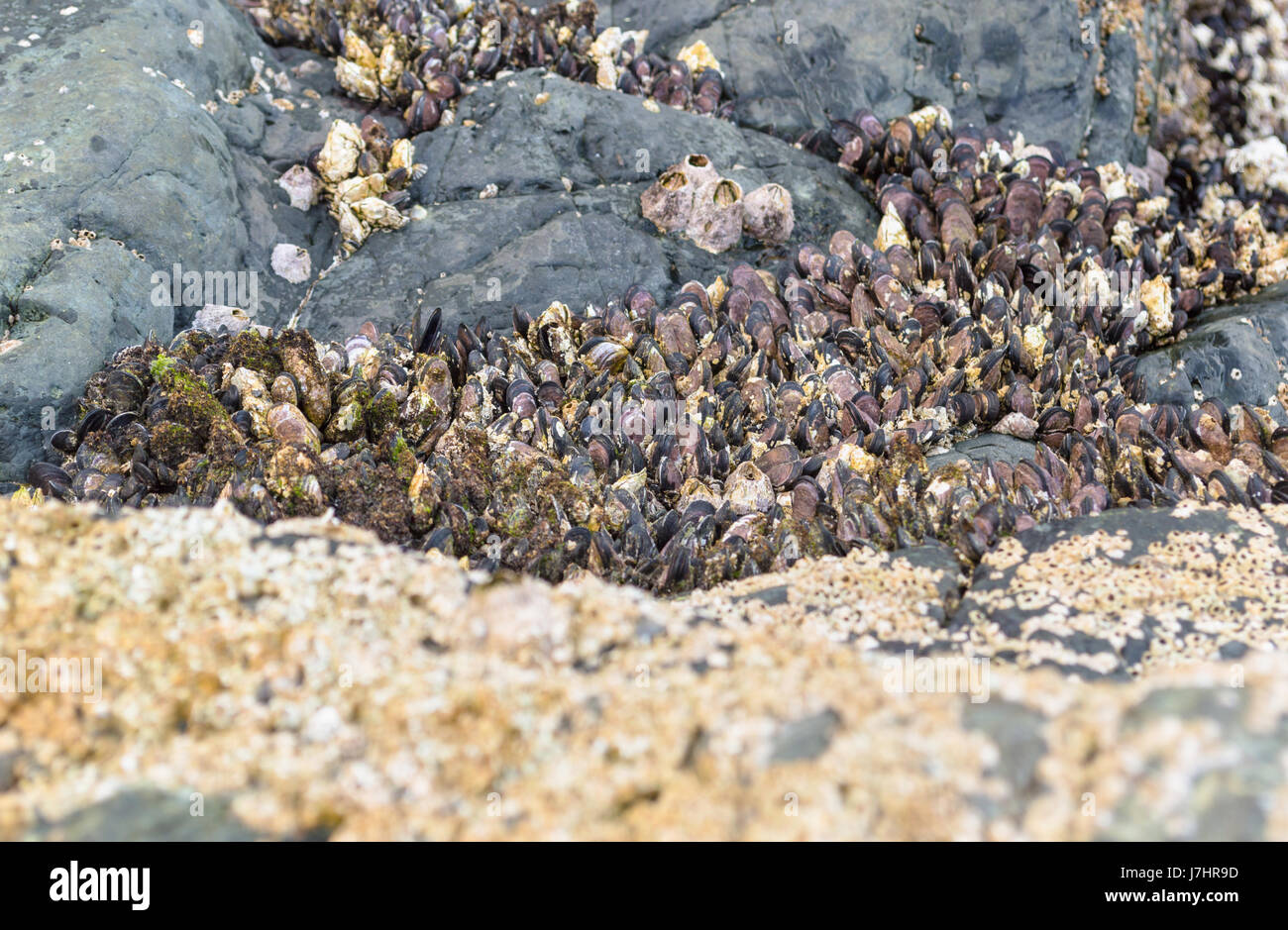 colony of marine molluscs Stock Photo - Alamy