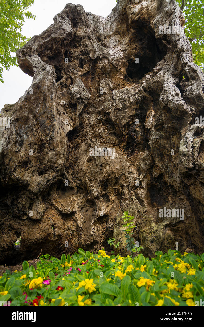 Ancient Tree Trunk Stock Photo - Alamy