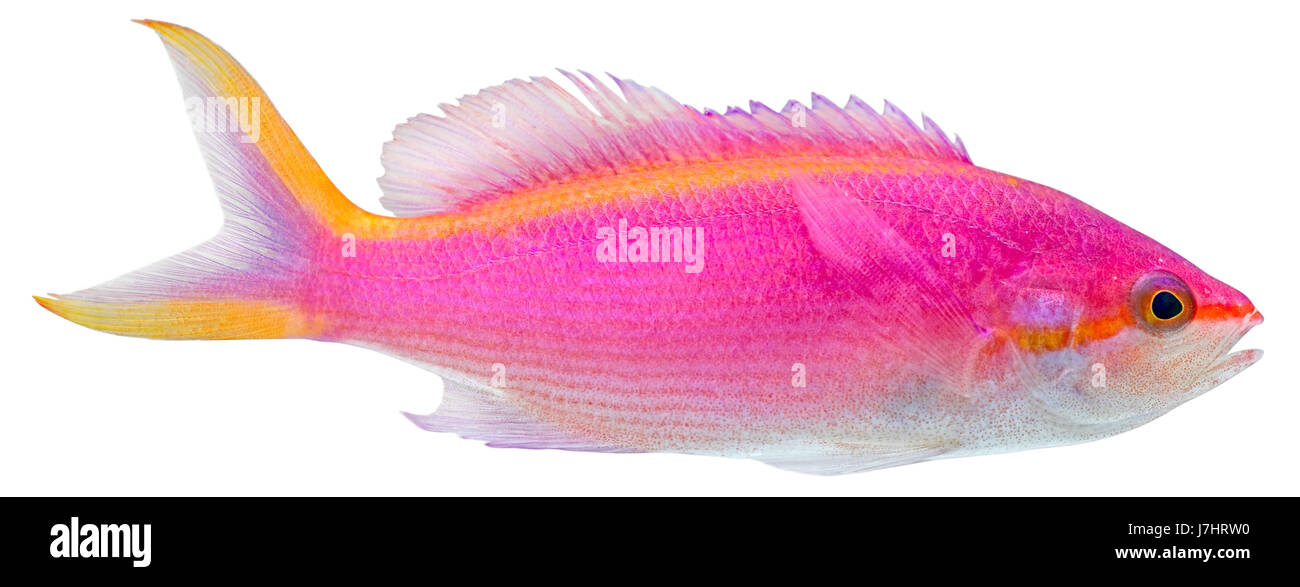 fish salt water water pet fish purple salt water water yellow anthias ...