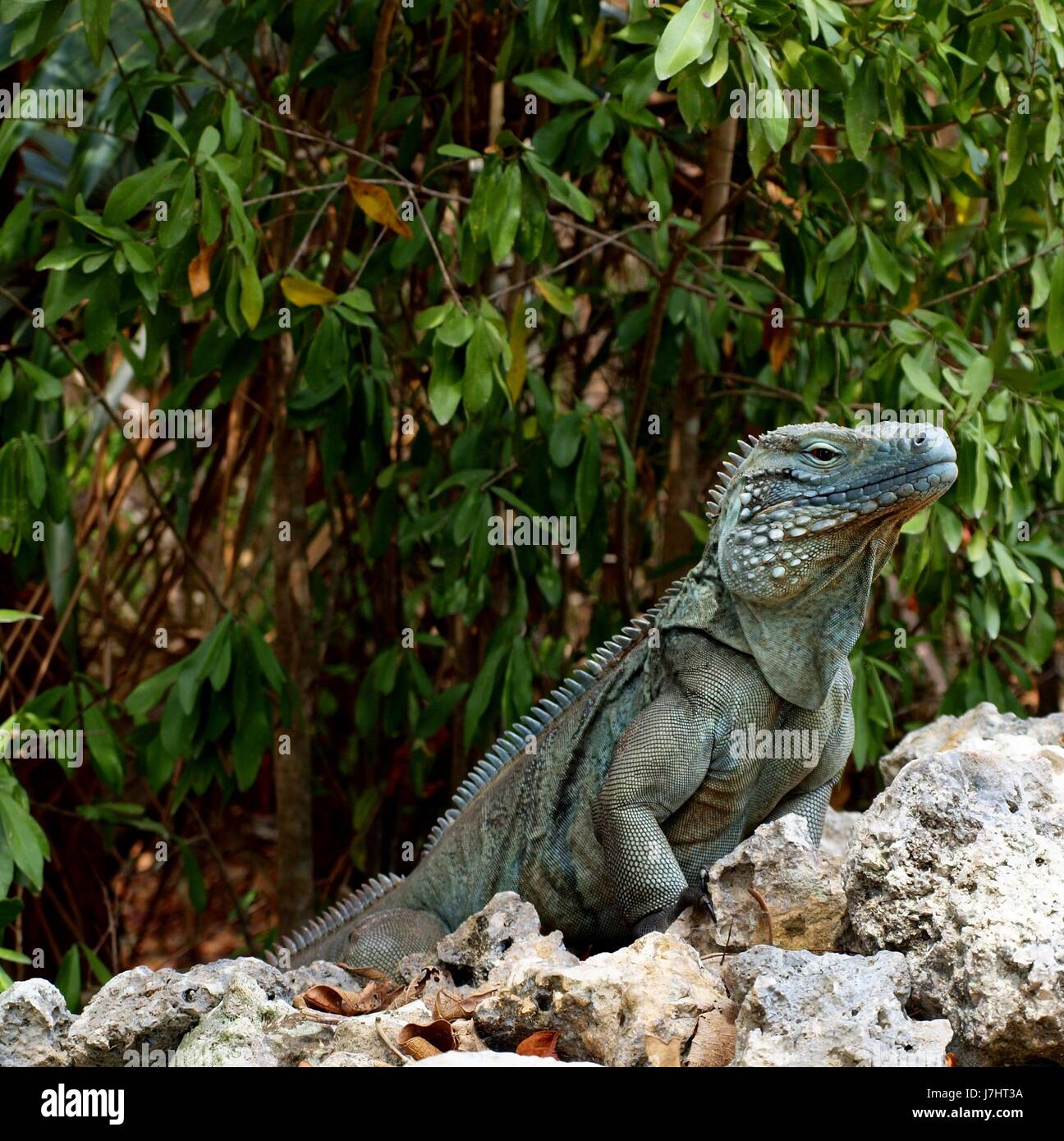 blue animal reptile lizard creature islands iguana scaly tropical ...